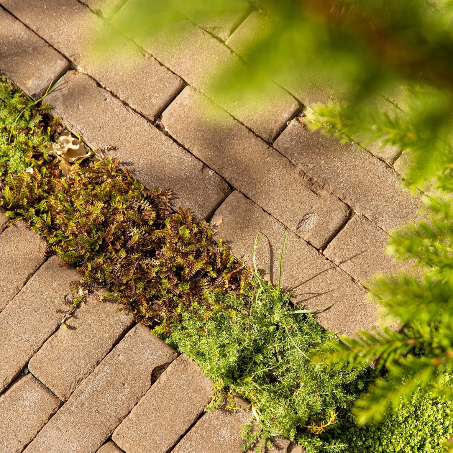 Dutch Clay Pavers - Kent Based Yard | Corker